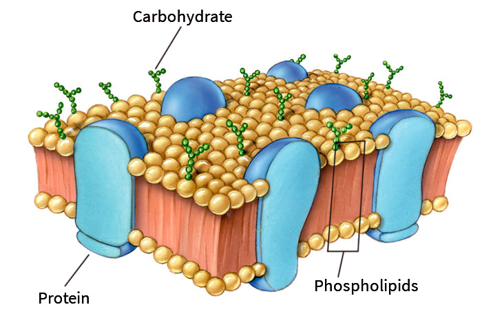 Prismas Santillana | Plataforma educativa digital