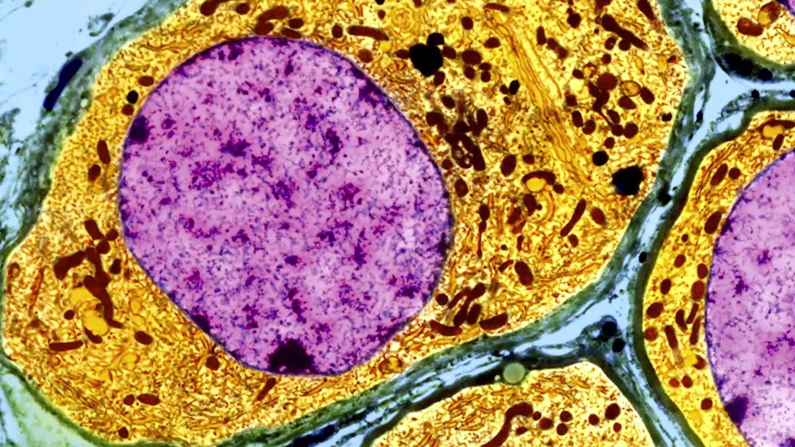 Prismas Santillana | Plataforma educativa digital